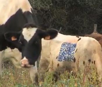 Un paysan tague ses vaches avec des QR Codes ! - KULTT