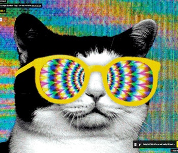 "Procatinator" un jukebox vidéo aléatoire pour les chats - KULTT