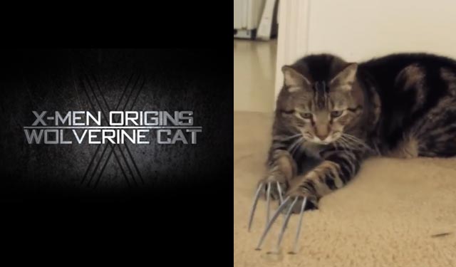 Ce chat possède les griffes de Wolverine - KULTT