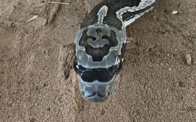 Ce "Hipster Snake" semble porter une moustache et des lunettes - KULTT