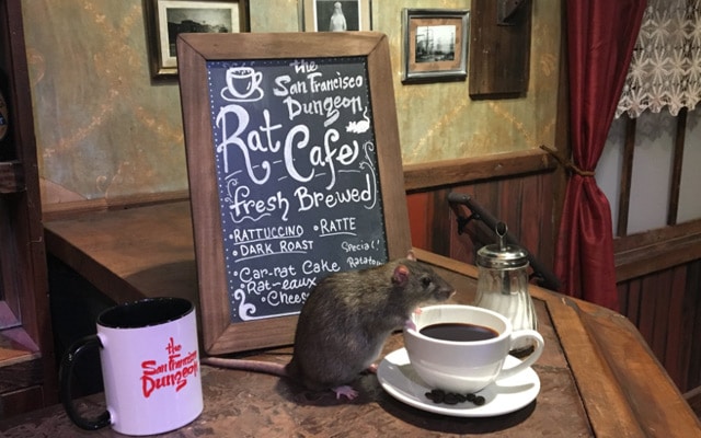 Un café à rats va ouvrir à Sans Francisco - KULTT